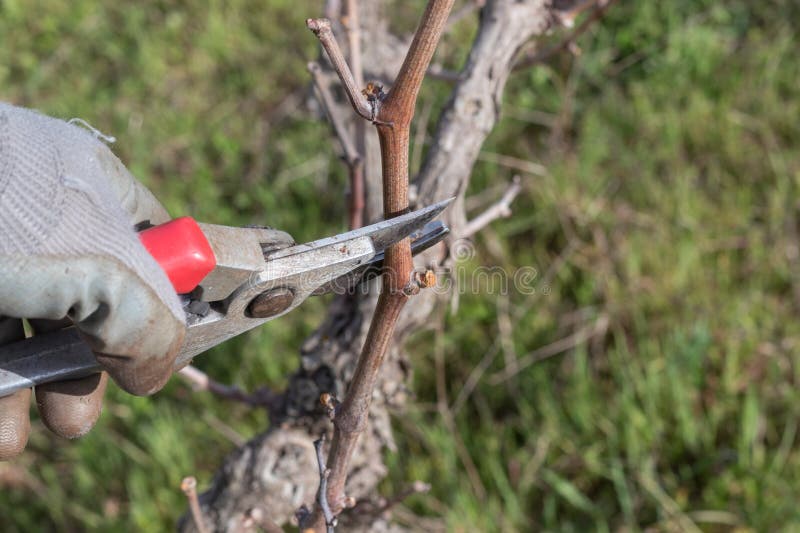 Pruning a Vine with a Pruner. Hand Holding a Pruner Stock Photo - Image ...