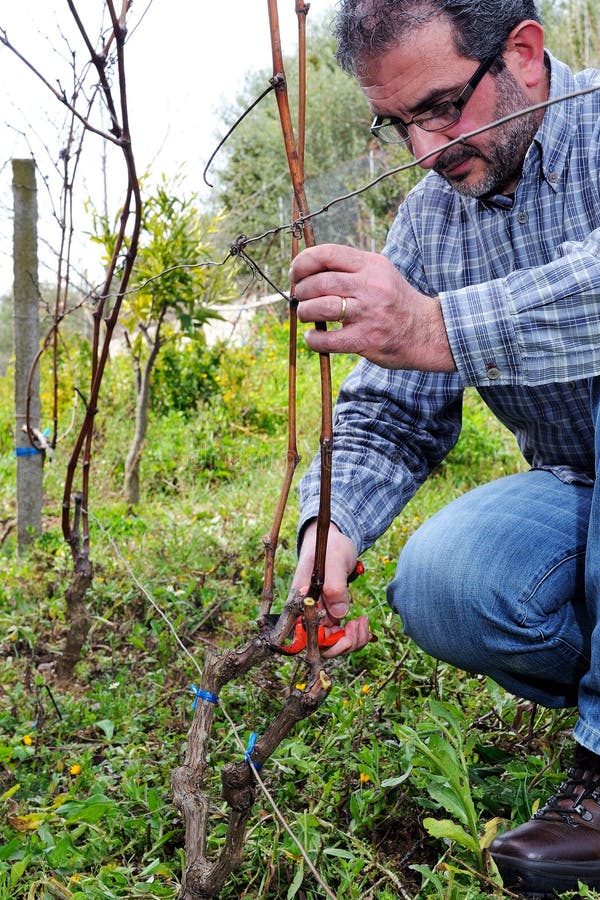 Pruning of the vineyards stock image. Image of agriculture - 68761199