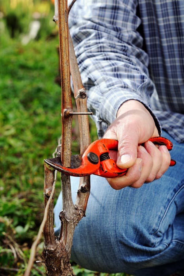 Pruning of the vineyards stock photo. Image of grass - 68761364