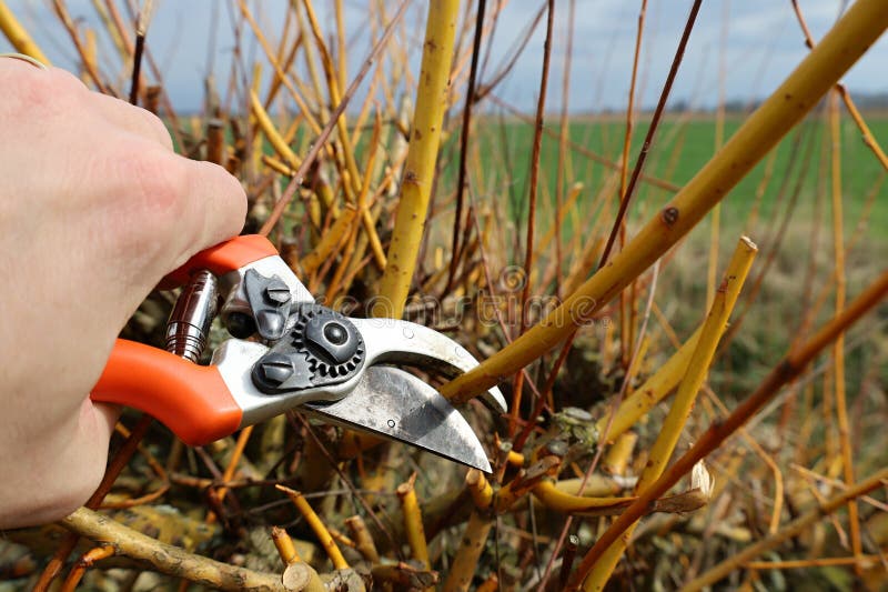 Pruning Willow Twigs and Branches, from Which Easter Whip and Wicker ...