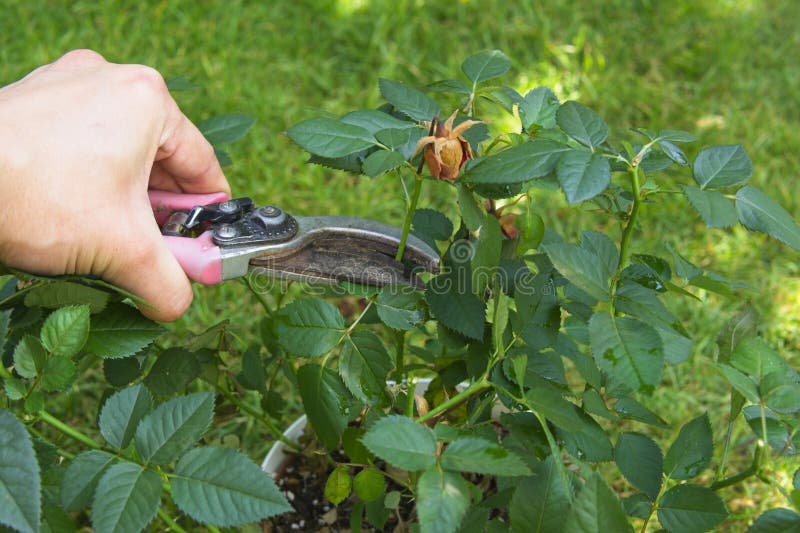 Pruning Wilted Rose Flowers, Garden Work in the Summer Season Stock ...