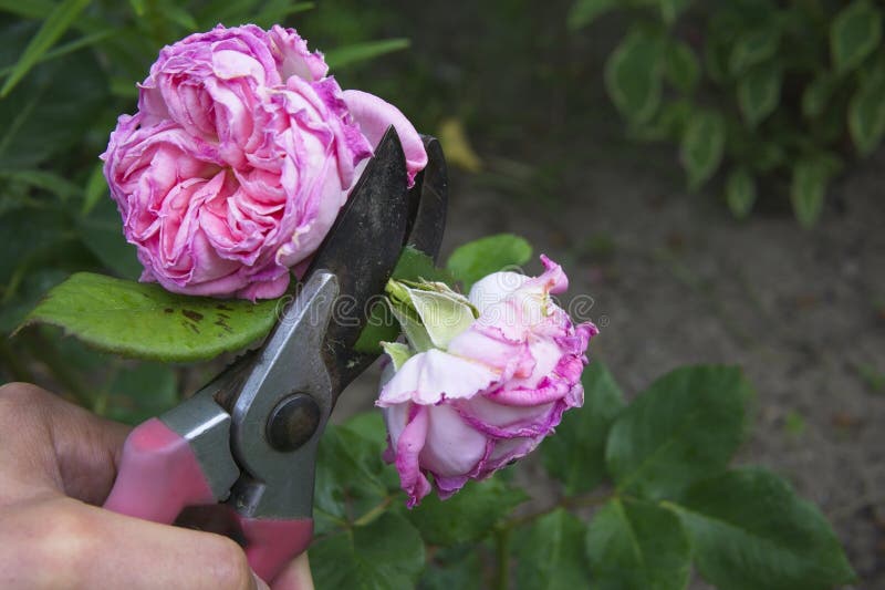 Pruning Wilted Rose Flowers, Garden Work in the Summer Season Stock ...