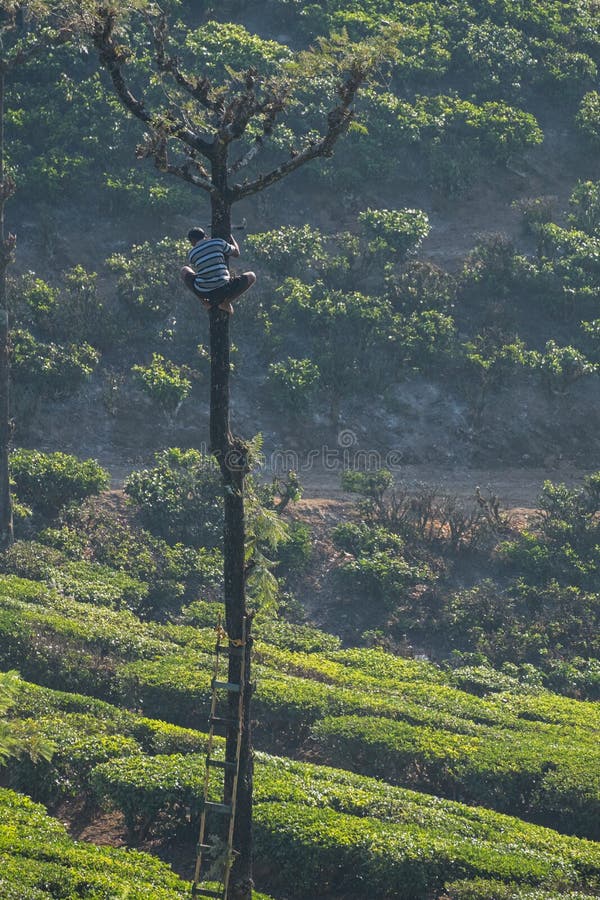 Pruning Work on an Indian Tea Plantation Editorial Image - Image of ...