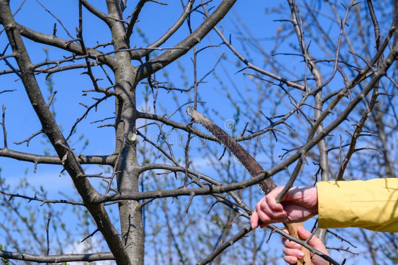 Pruning a Young Tree with a Hand Saw in the Spring Stock Photo - Image ...