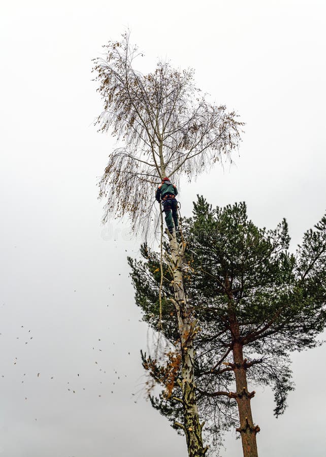 Prunning a birch stock photo. Image of pruning, work - 180309158