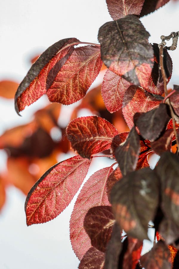 Pruno Leaves, Against the Light in Autumn Stock Image - Image of cherry ...