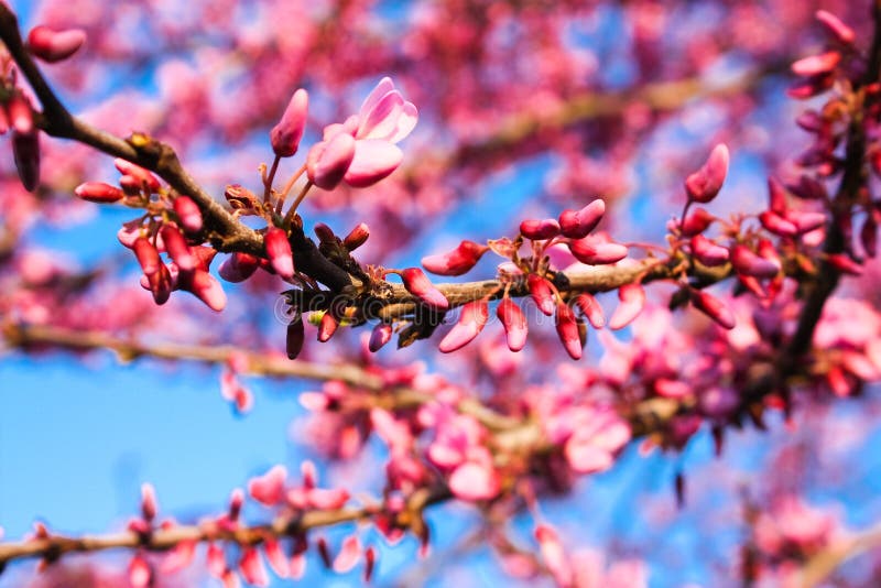 Prunus stock image. Image of blossom, growth, outdoor - 25611931