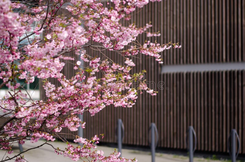 Prunus Accolade stock image. Image of flowering, botanical - 132575417