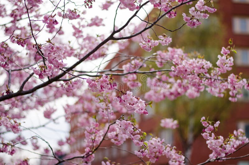 Prunus Accolade stock photo. Image of flower, blooming - 132575428