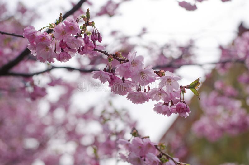 Prunus Accolade stock image. Image of blossoms, nice - 132575429