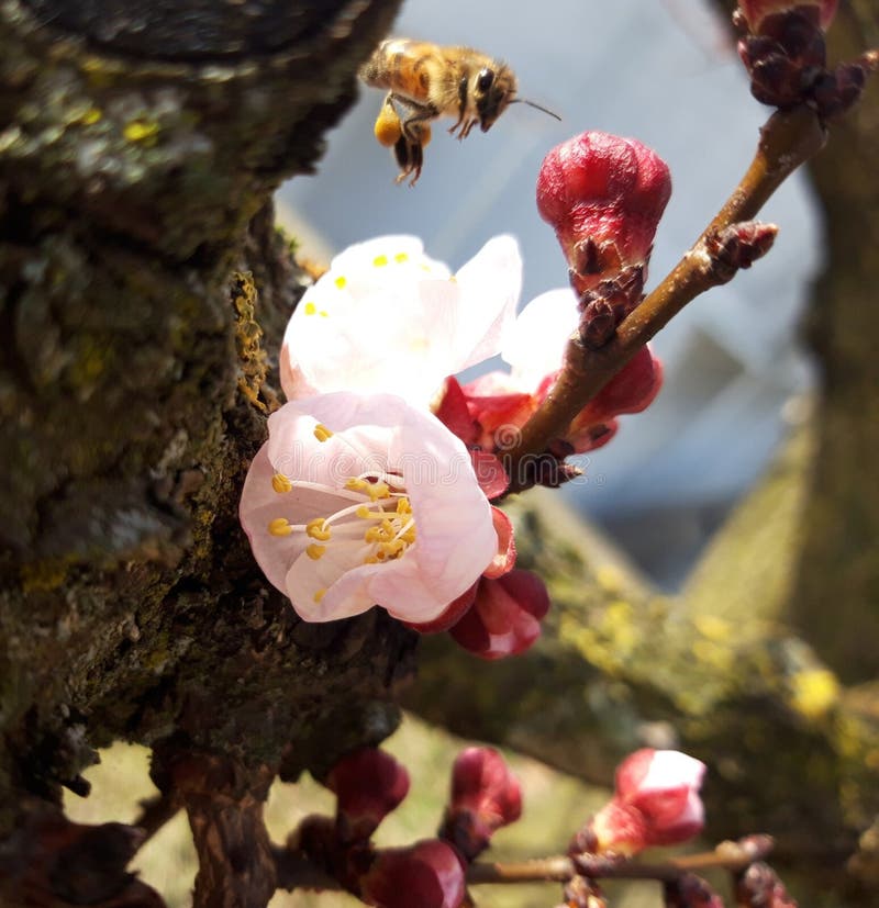 Prunus Armeniaca Flowering Branch with the Bee Stock Image - Image of ...