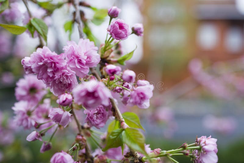Prunus Asano Flores Japonesas De Cerezo . Espacio De Copia Imagen de ...