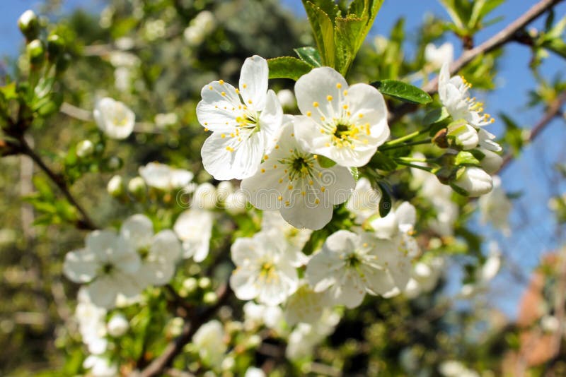 Prunus avium stock photo. Image of flower, green, cherry - 268383838