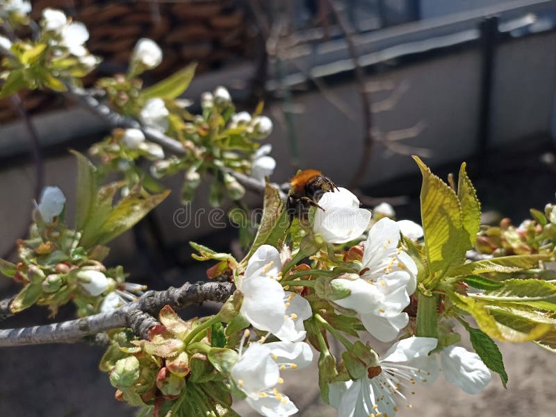 Prunus Avium, Commonly Called Wild Cherry, Sweet Cherry, Gean, or Bird Cherry Stock Image ...