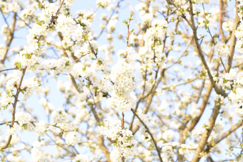 Prunus Avium Flowering Cherry. Cherry Flowers on a Tree Branch Stock ...