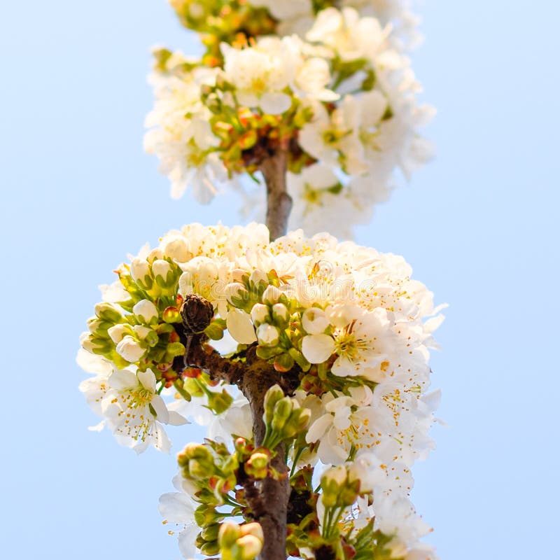 Prunus Avium Flowering Cherry. Cherry Flowers on a Stock Image - Image ...