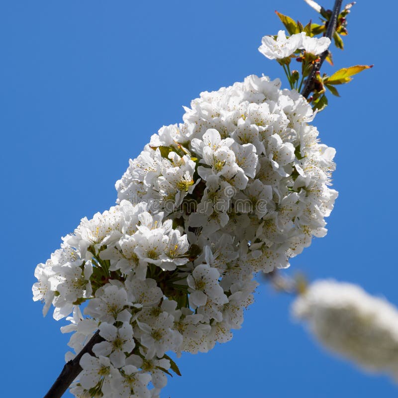 Prunus Avium Flowering Cherry. Cherry Flowers on Ranch Stock Image ...