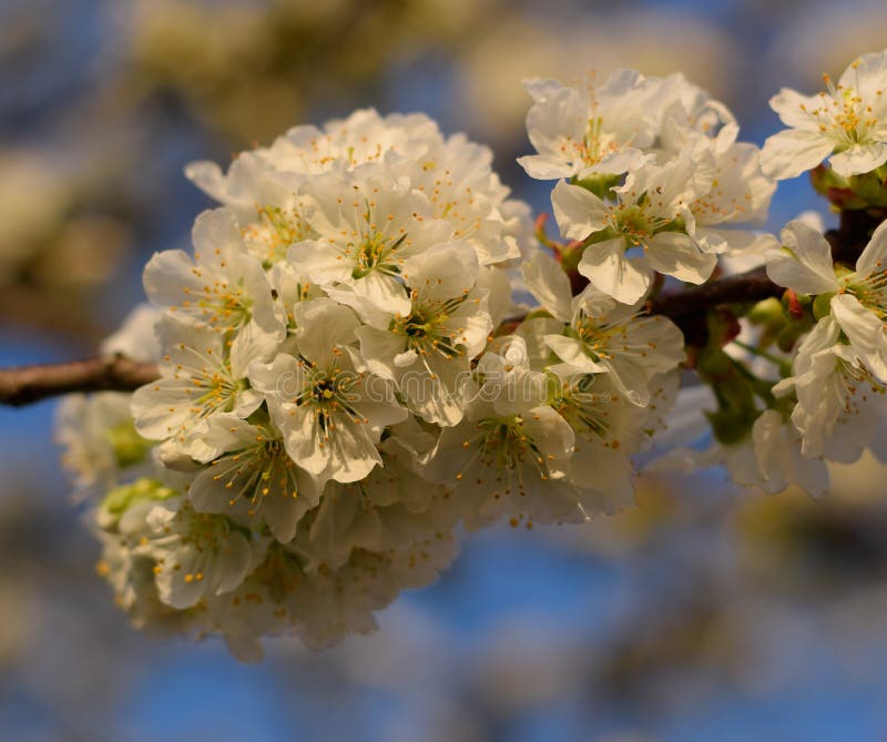 Prunus Avium Flowering . Cherry Flowers on a Tree Branch Stock Photo ...