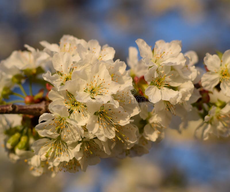 Prunus Avium Flowering . Cherry Flowers on a Tree Branch Stock Photo ...