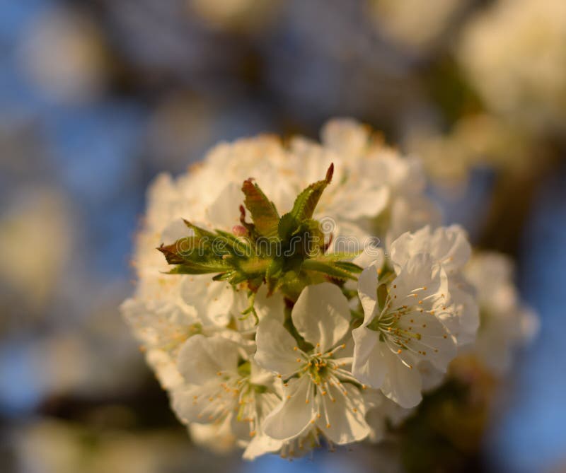 Prunus Avium Flowering . Cherry Flowers on a Tree Branch Stock Photo ...