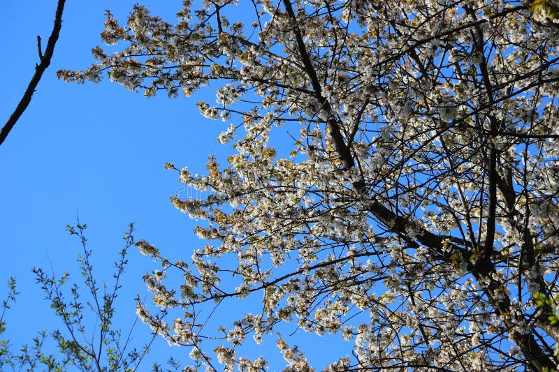Prunus Avium Wild Cherry Tree in Poland Stock Image - Image of polish ...