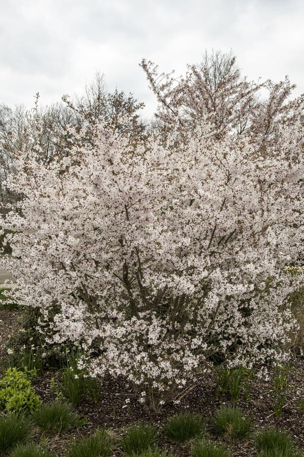 An Ornamental Cherry Named Prunus the Bride Stock Photo - Image of ...