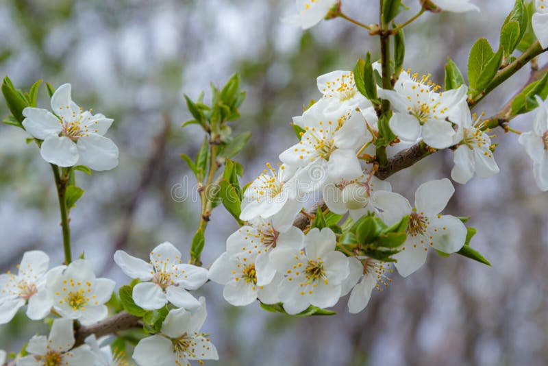 Prunus Cerasifera Blooming White Plum Tree. White Flowers of Prunus ...