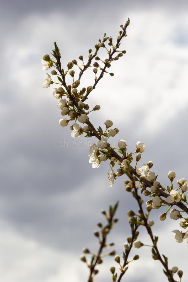 Prunus Cerasifera Blooming White Plum Tree. White Flowers of Prunus ...