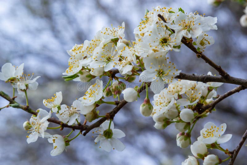 Prunus Cerasifera Blooming White Plum Tree. White Flowers of Prunus ...