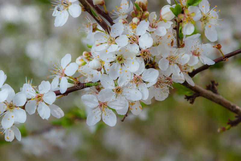 Prunus Cerasifera Blooming White Plum Tree. White Flowers of Prunus ...