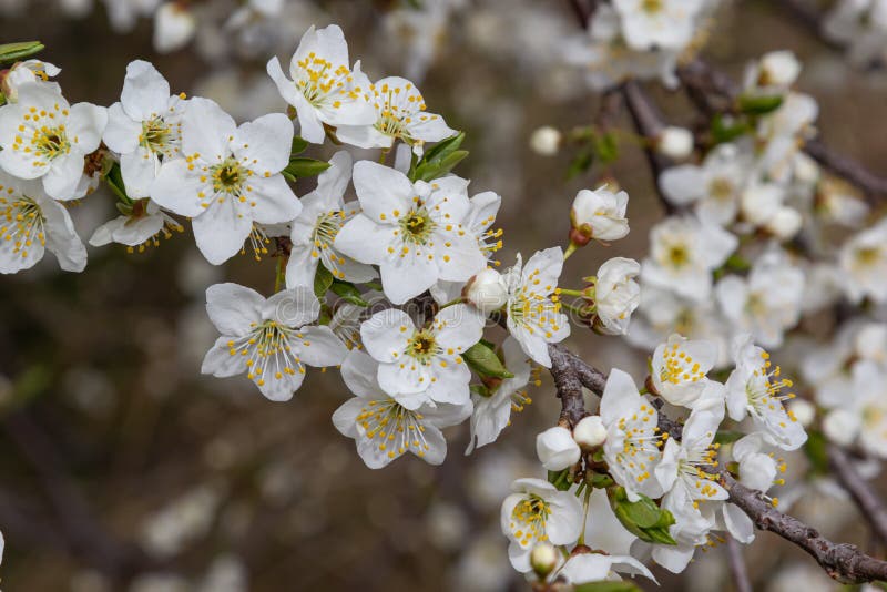 Prunus Cerasifera Blooming White Plum Tree. White Flowers of Prunus ...