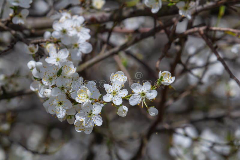 Prunus Cerasifera Blooming White Plum Tree. White Flowers of Prunus ...