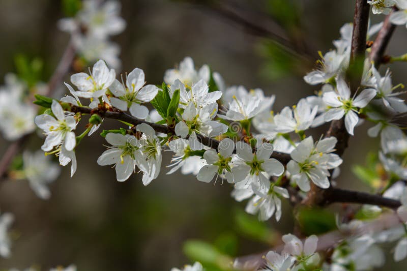 Prunus Cerasifera Blooming White Plum Tree. White Flowers of Prunus ...