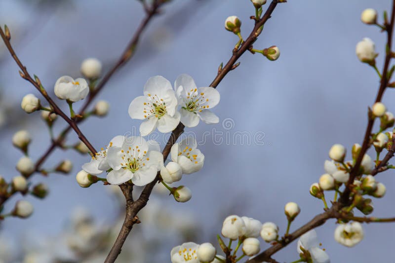 Prunus Cerasifera Blooming White Plum Tree. White Flowers of Prunus ...