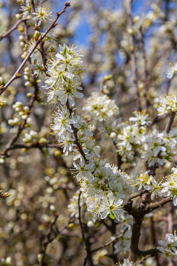 Prunus Cerasifera Blooming White Plum Tree. White Flowers of Prunus ...