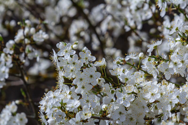 Prunus Cerasifera Blooming White Plum Tree. White Flowers of Prunus ...