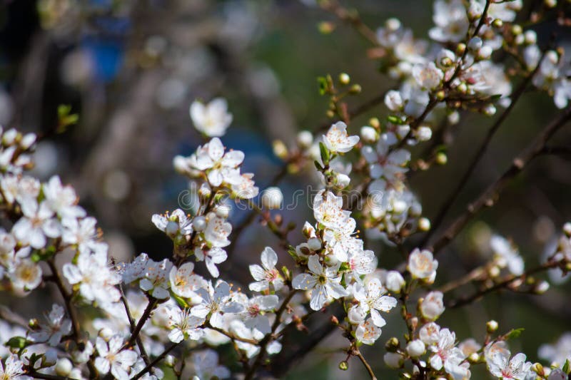 Prunus Cerasifera Blooms in Spring. Stock Image - Image of prunus ...