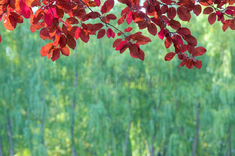 Prunus cerasifera stock image. Image of plum, prunus - 257012151