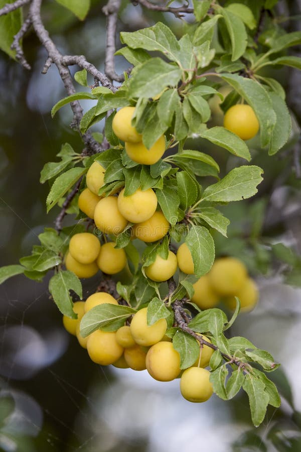 (Prunus cerasifera) fruits stock image. Image of prunus - 321631051
