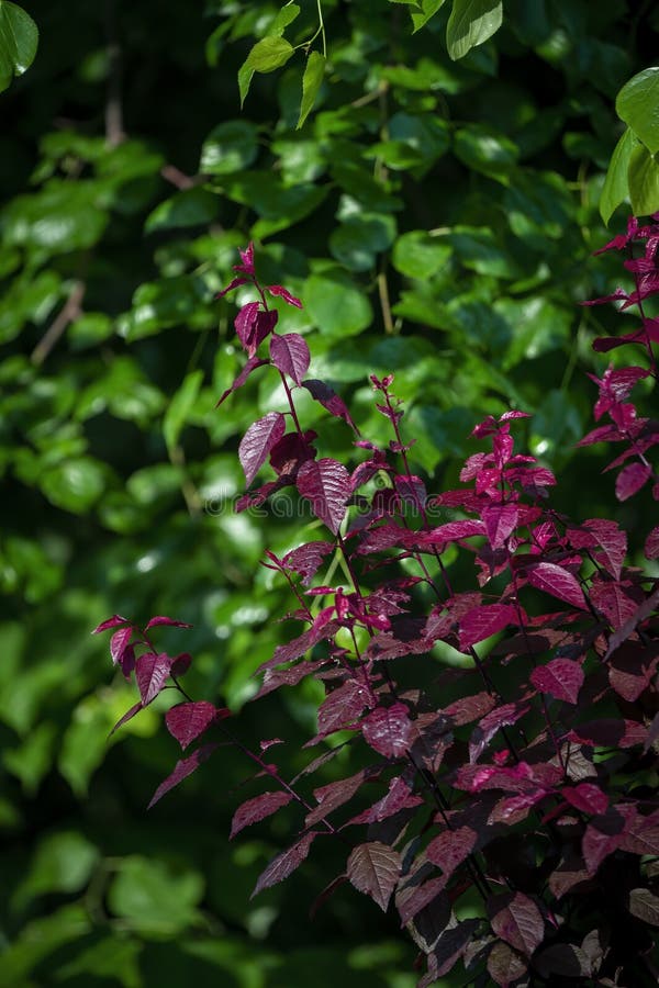 Prunus Cerasifera, Purple-leaf Tree in Garden Stock Image - Image of ...