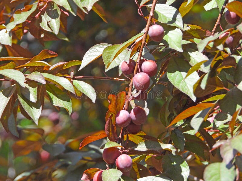 Prunus Cerasifera,cherry Plum or Myrobalan Plum Curved Branch with ...