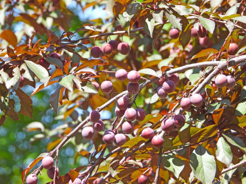 Prunus Cerasifera in Summer Stock Image - Image of filaments, cilia ...