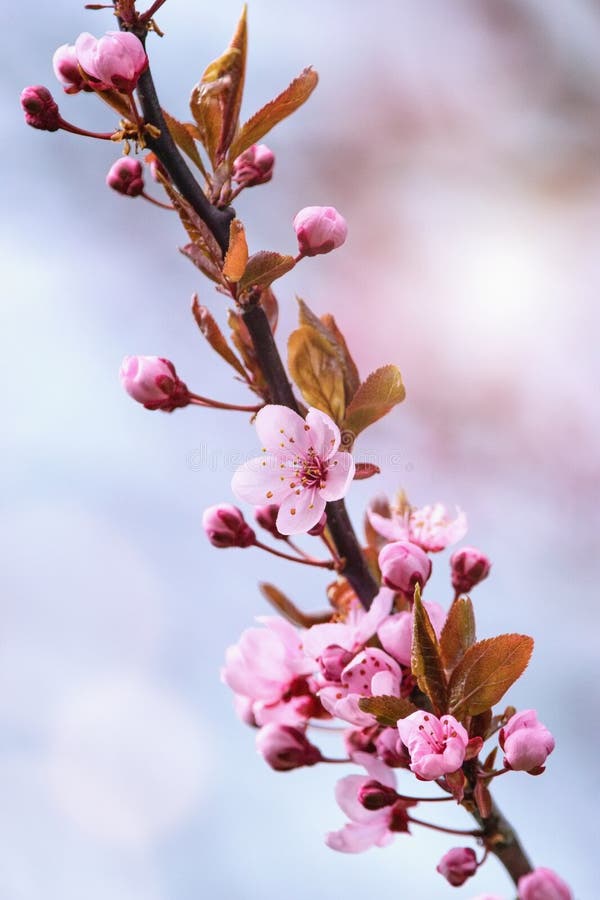 Prunus Cerasifera Tree Blooming in the Springtime Stock Image - Image ...