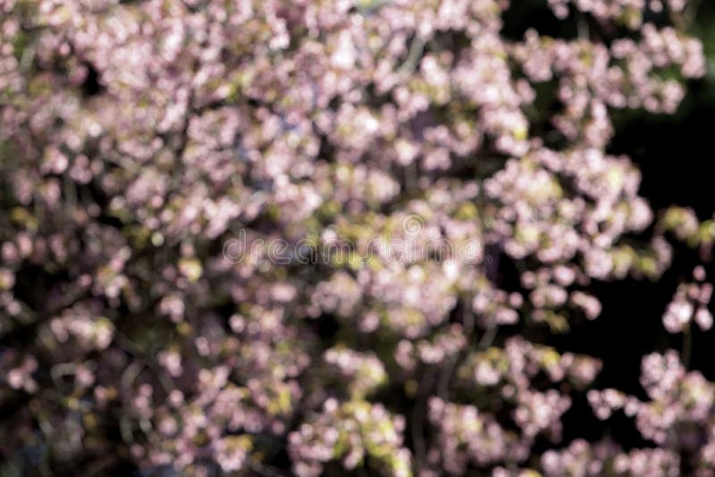 Prunus Cerasoide, Wild Himalayan Cherry, Blur Style Stock Photo - Image ...