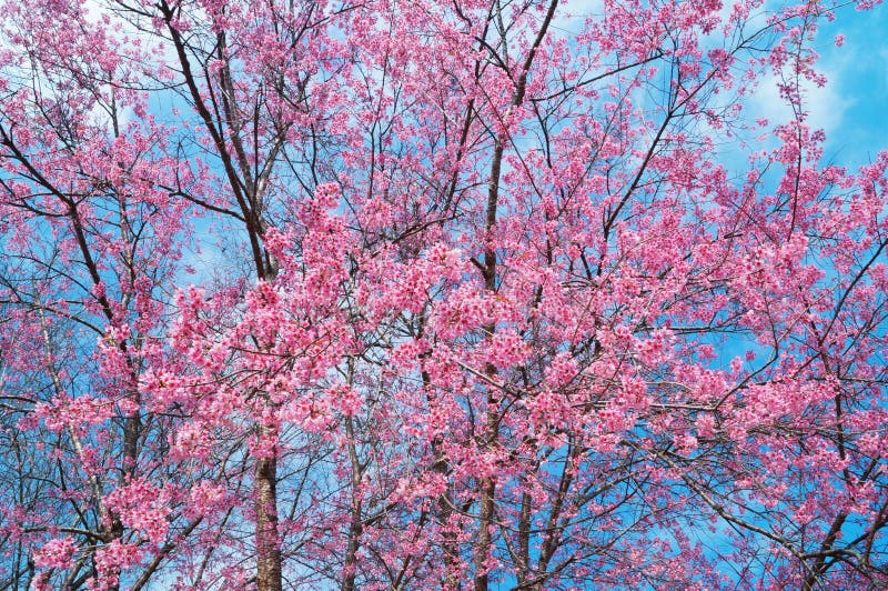 Prunus Cerasoides at Chiang Mai Thailand Stock Image - Image of pink ...