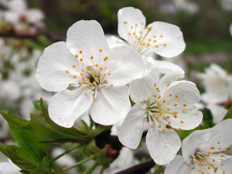 Cherry Blossom, Prunus Cerasus, White Tender Flowers in Spring on Blue ...