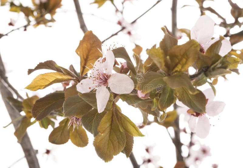 181 Prunus Pot Stock Photos - Free & Royalty-Free Stock Photos from ...