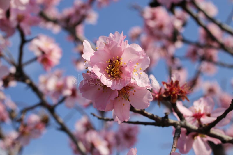 Prunus Dulcis, Amygdalus Communis Stock Image - Image of branch, almond ...