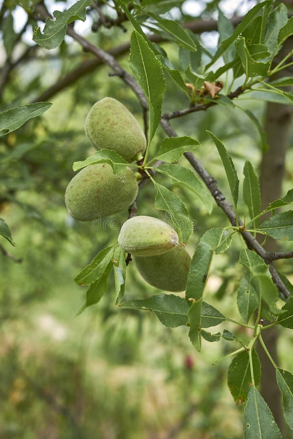Fresh almonds on the tree stock photo. Image of outdoor - 239022816