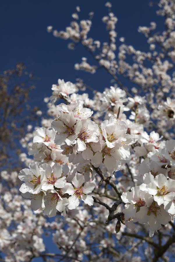 Prunus Dulcis White Blossom Stock Image - Image of countryside ...